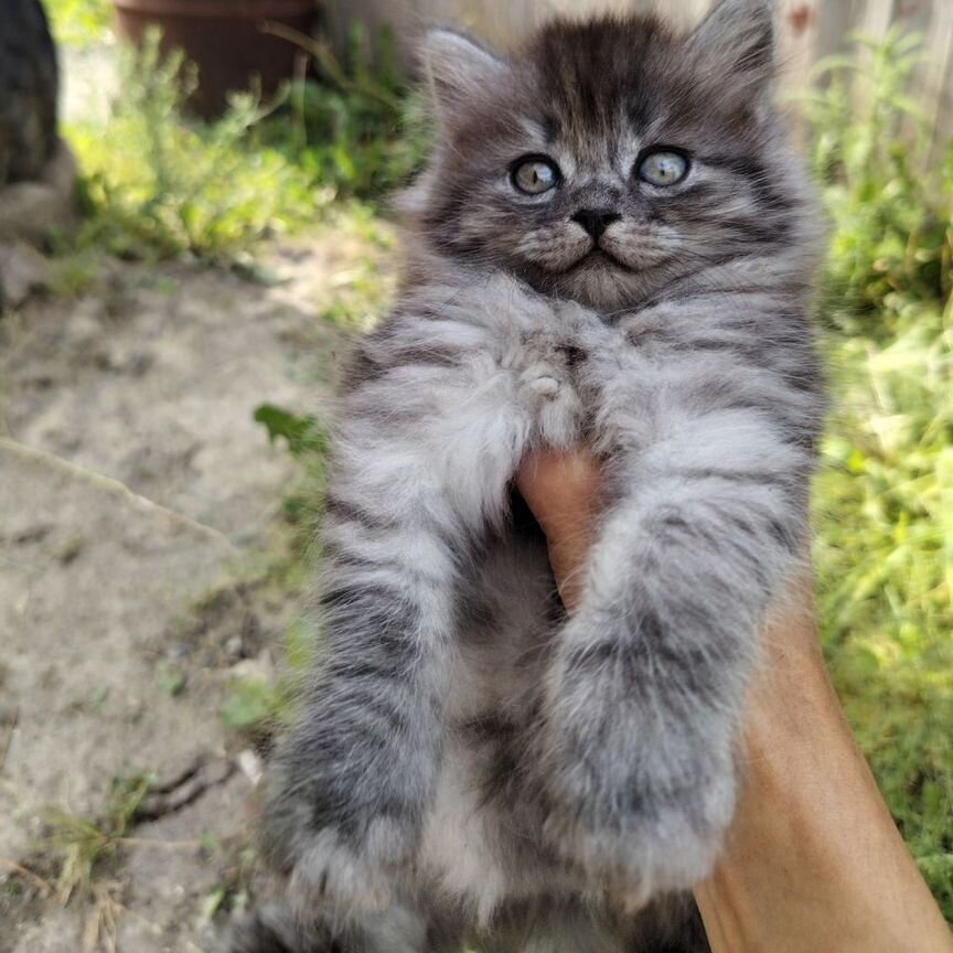 Сибирский котёнок