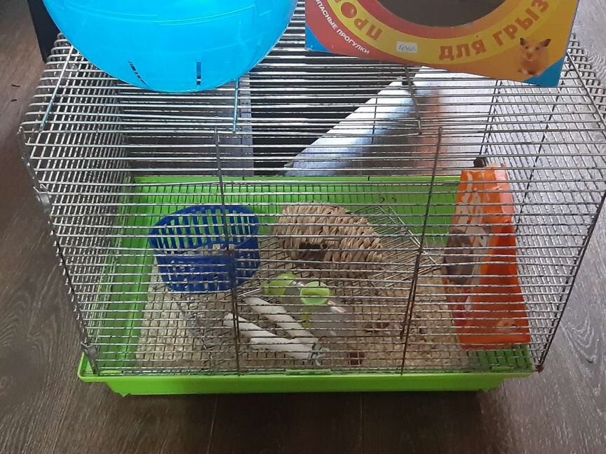 Коетка для крысы и шар прогулочный