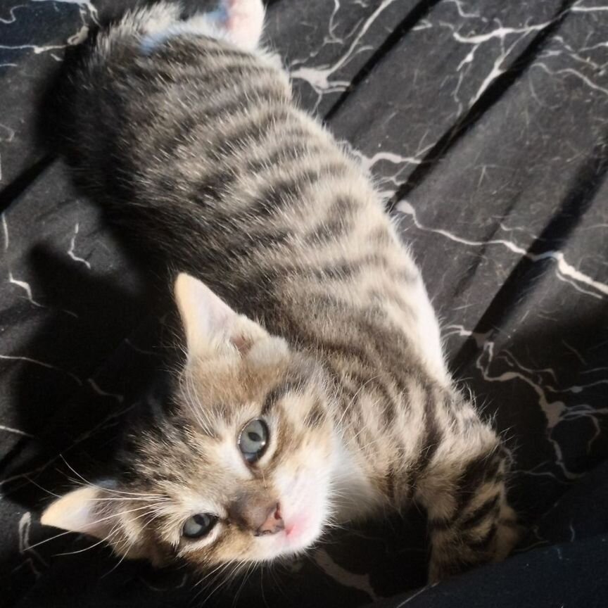 Сибирский котёнок