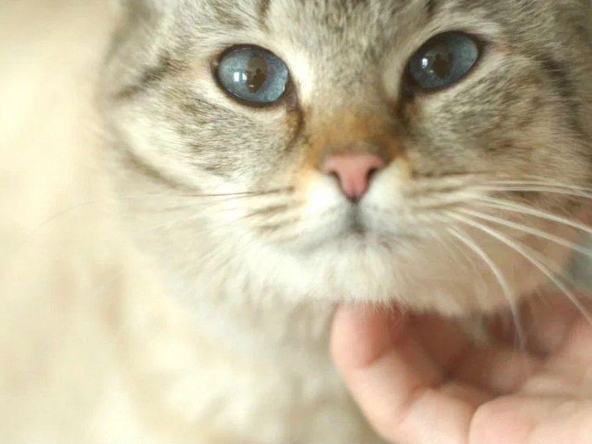 Кошечка Кася