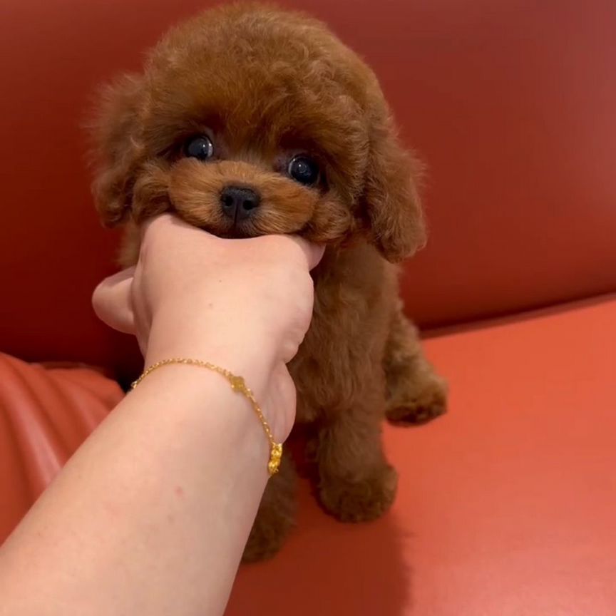 Пудель тикап тедди Китай