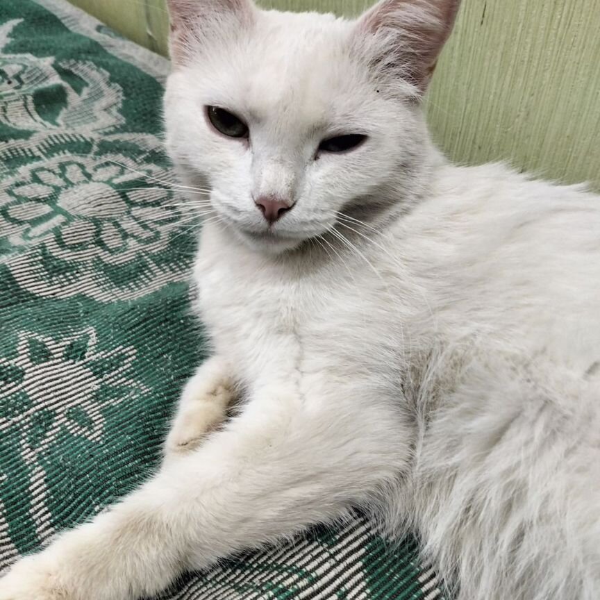 Красивая белая кошка