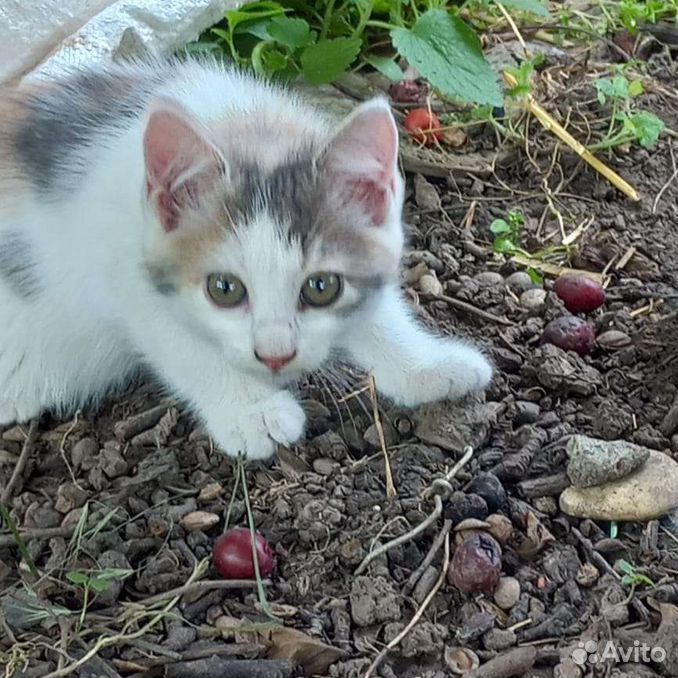 Котята трех цветные в добрые руки бесплатно