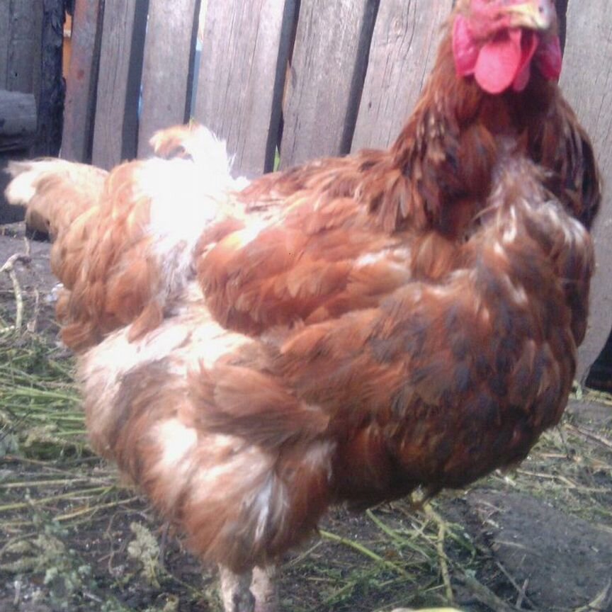 Куры Несушки с доставкой без предоплаты