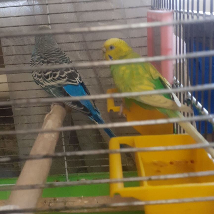 Волнистые попугайчики с большой клеткой