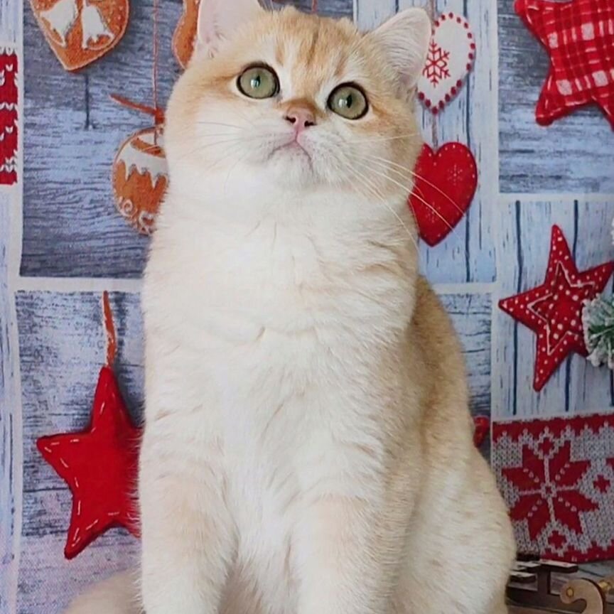 Шотландские котята золотая шиншилла
