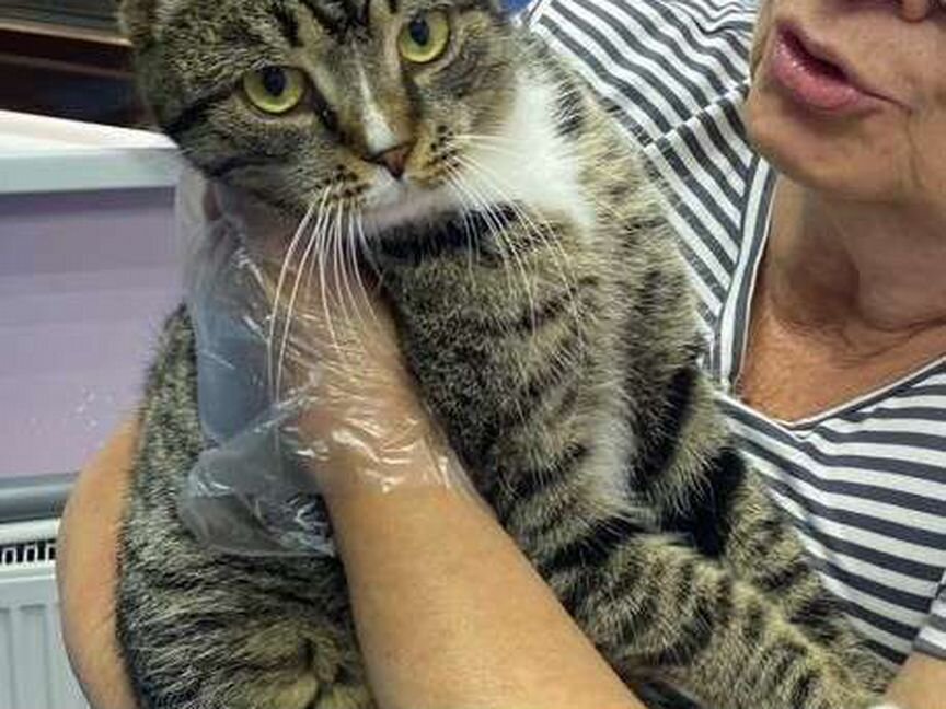 Кот Сёма ищет дом