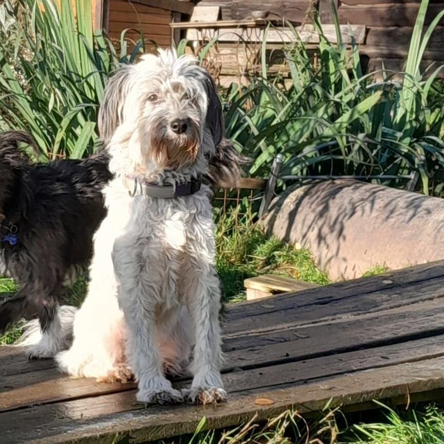 Собака в добрые руки