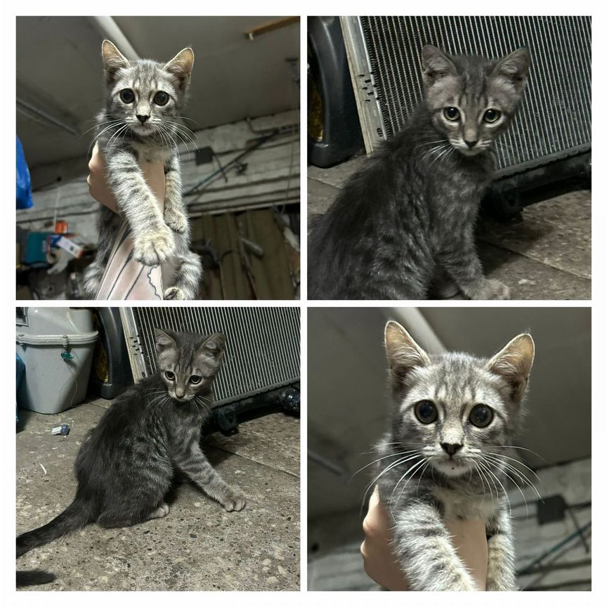 Котята в добрые руки бесплатно