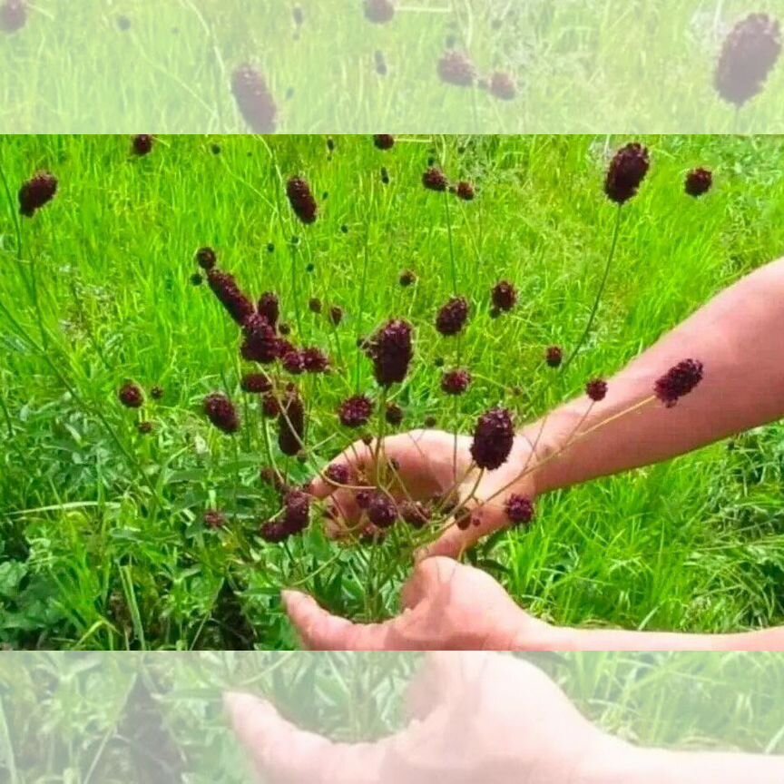 Зерноотходы пшеничные