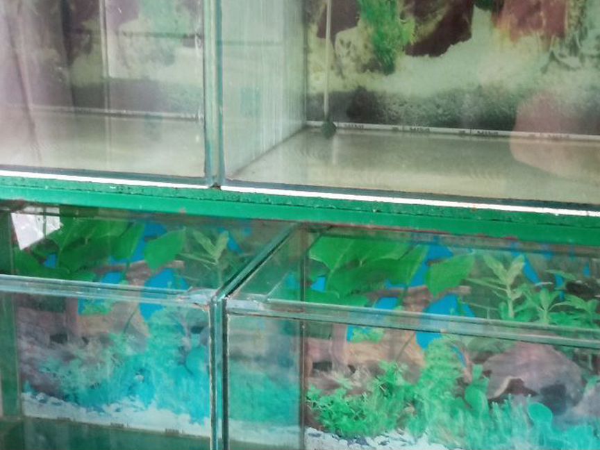 Стойка для разведения и содержания