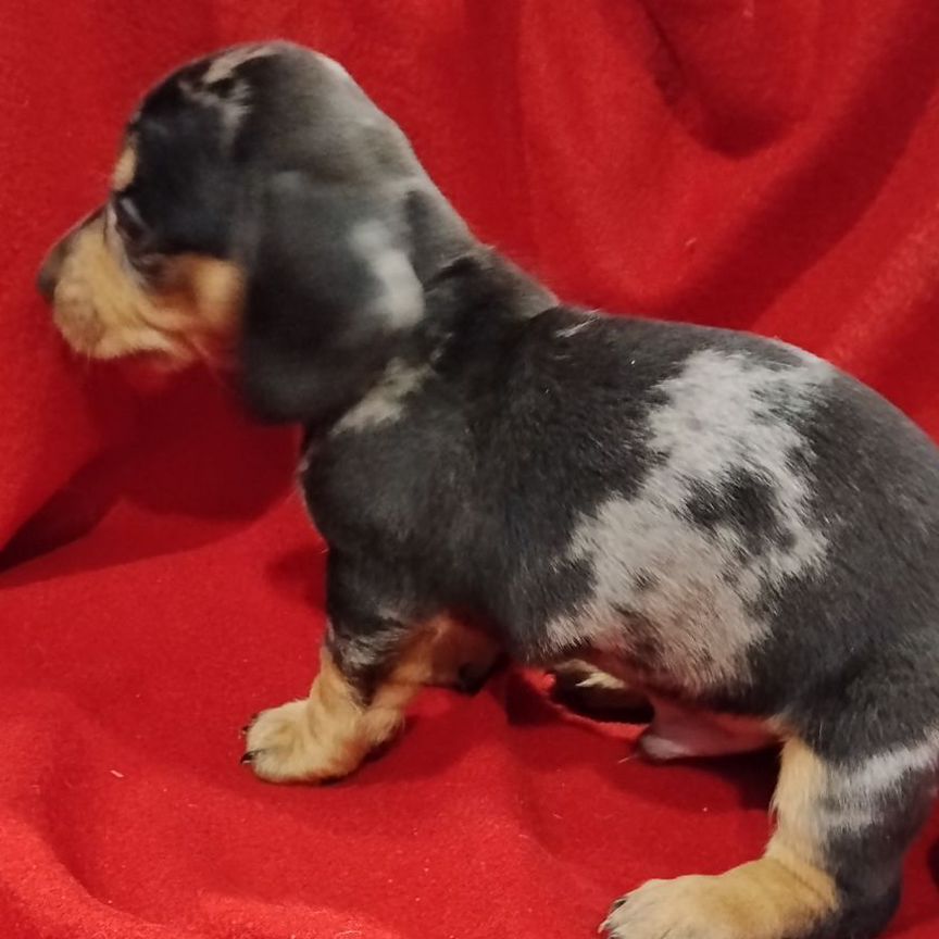 Карликовая такса, щенок