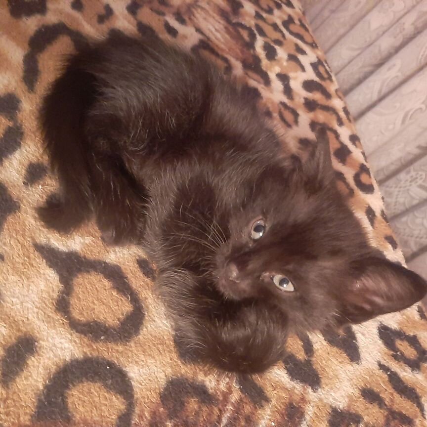 Котик