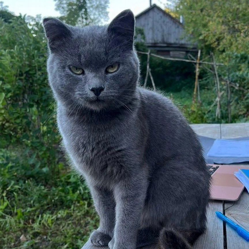 Ласковый,молодой котик остаётся на даче,есть 2 дня