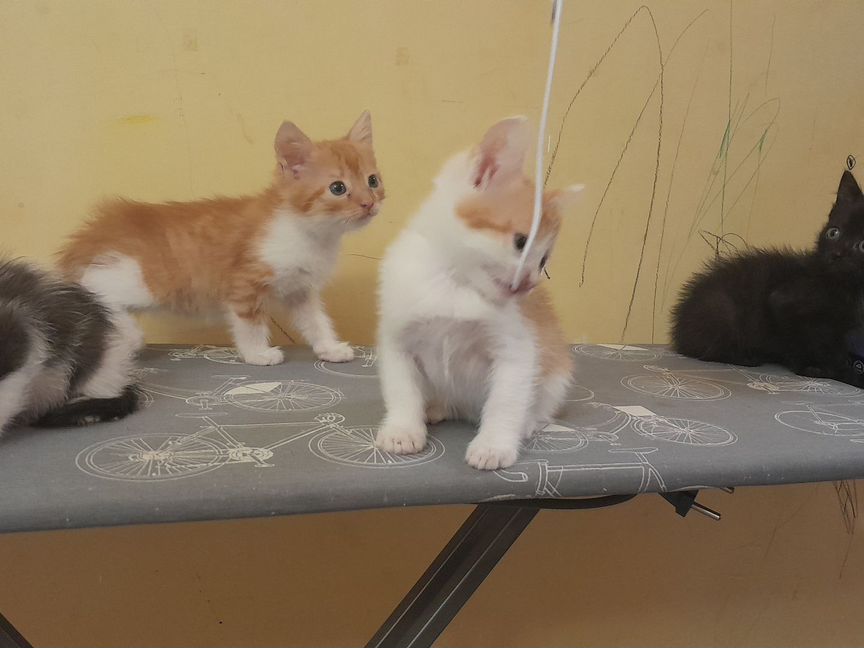 Отдам котенка в добрые руки