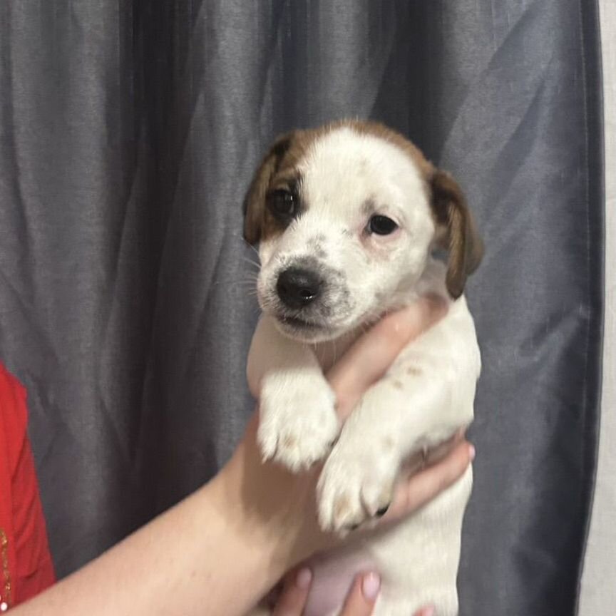 Продам Щенок Джек Рассел Терьер