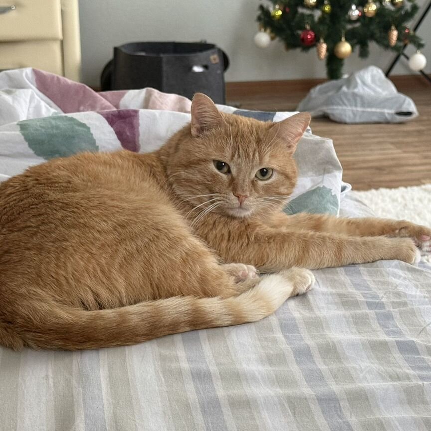 Кот мышелов