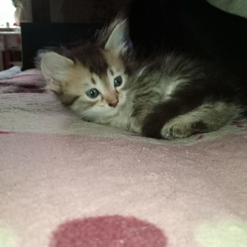 Милые котята