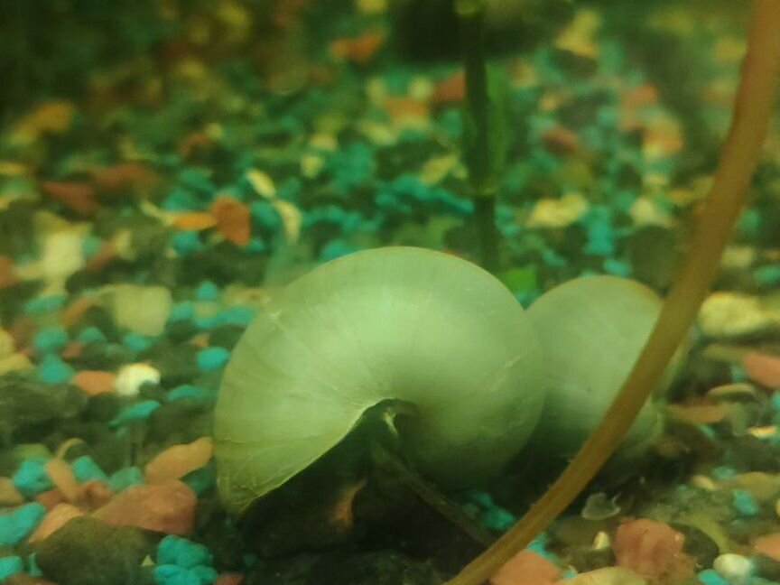 Ампулярии голубые