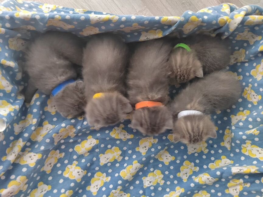 Шотландские котята