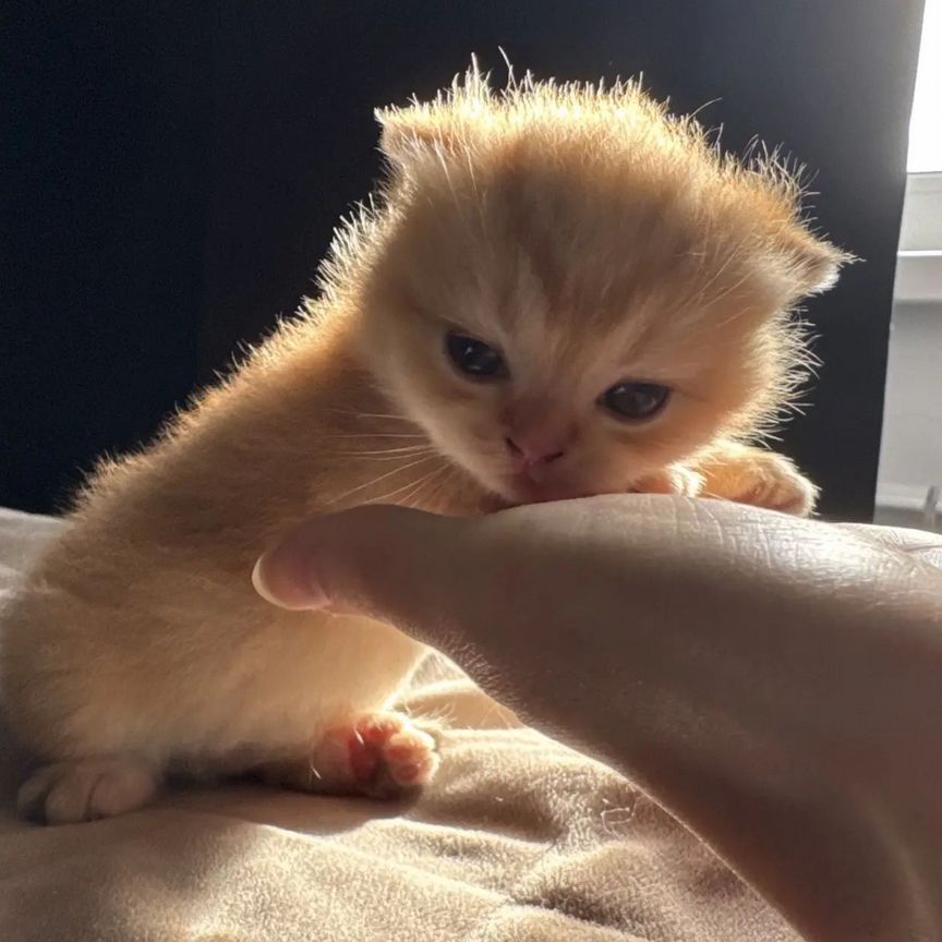 Шотландский вислоухий короткошёрстный котёнок