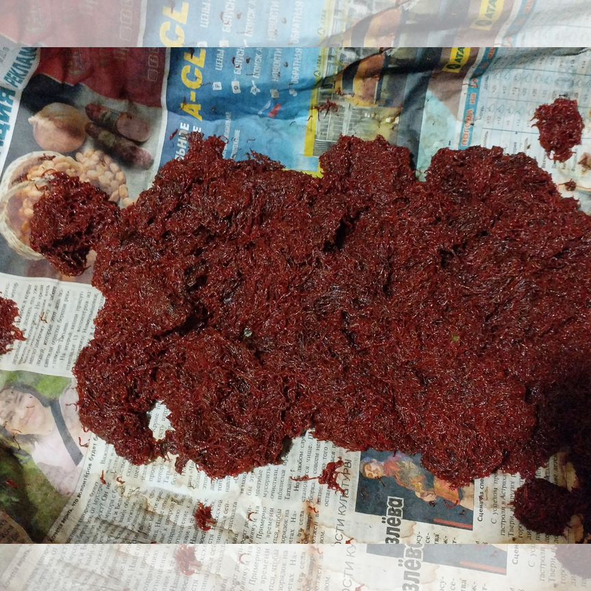 Мотыль кормовой замороженный