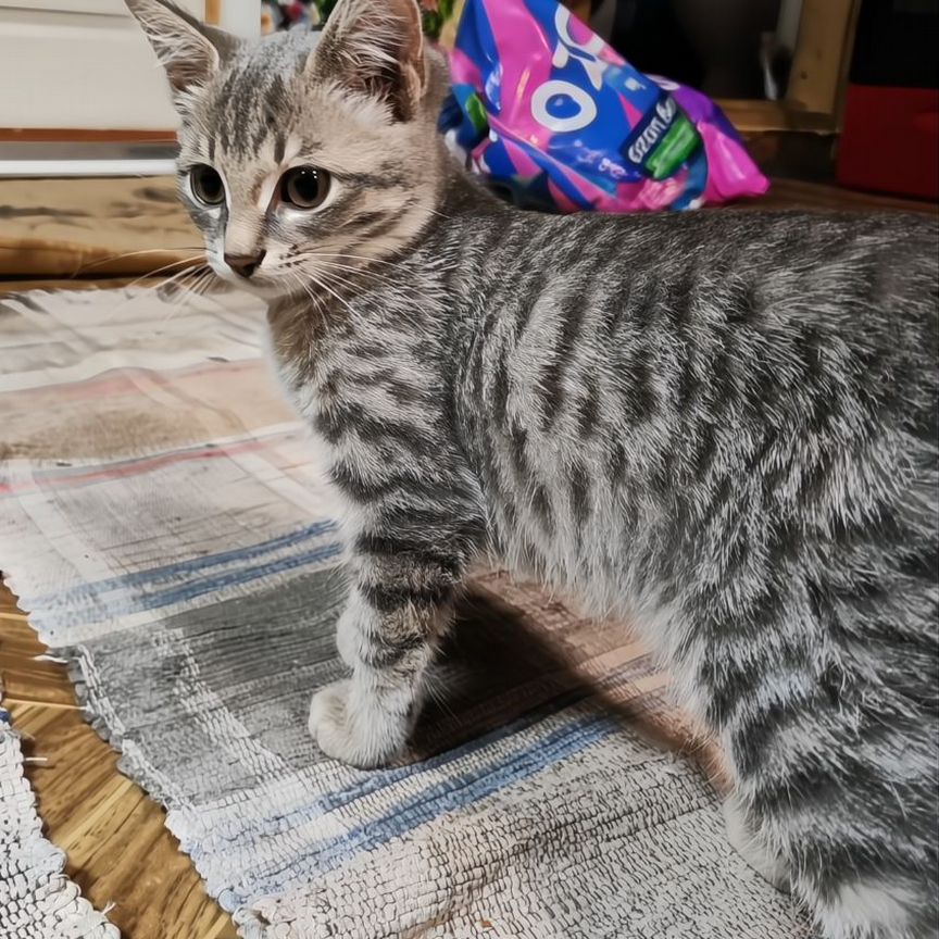 Котёнок в добрые руки