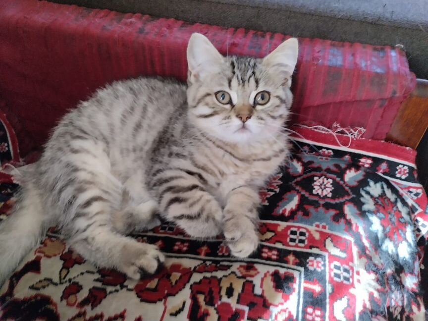 Британская кошка