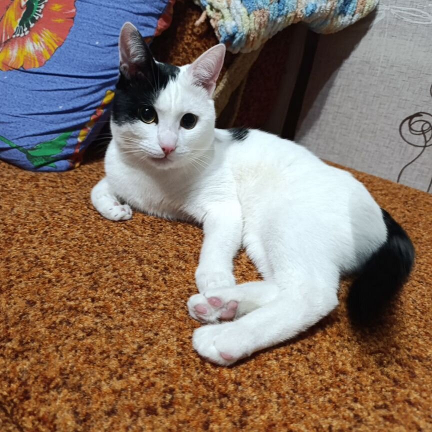 Отдам в добрые руки котика 1 год