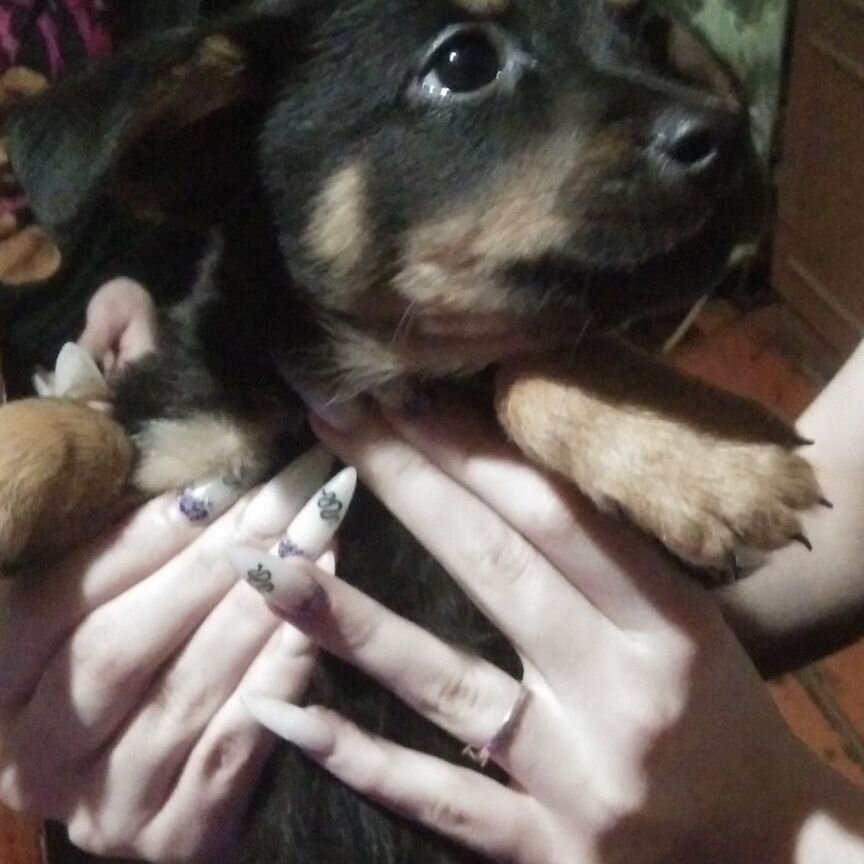 Щенки комнатные