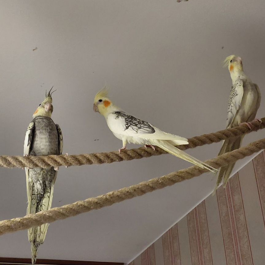 Попугай корелла птенец