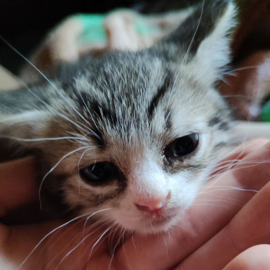 Котятки в добрые руки