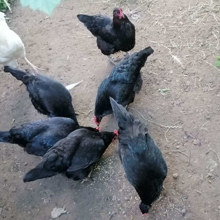 Продам кур