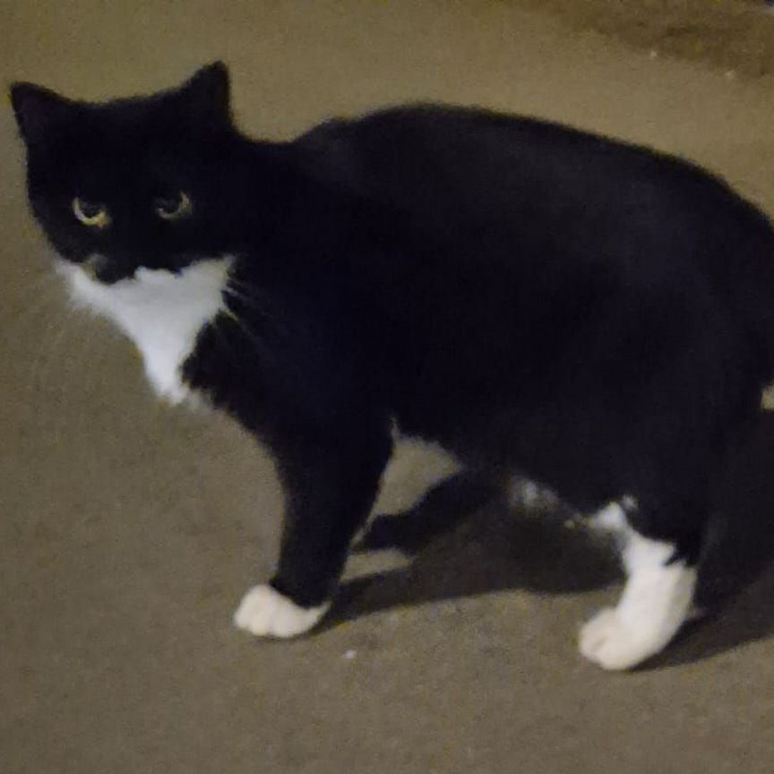 Взрослая кошка в добрые руки