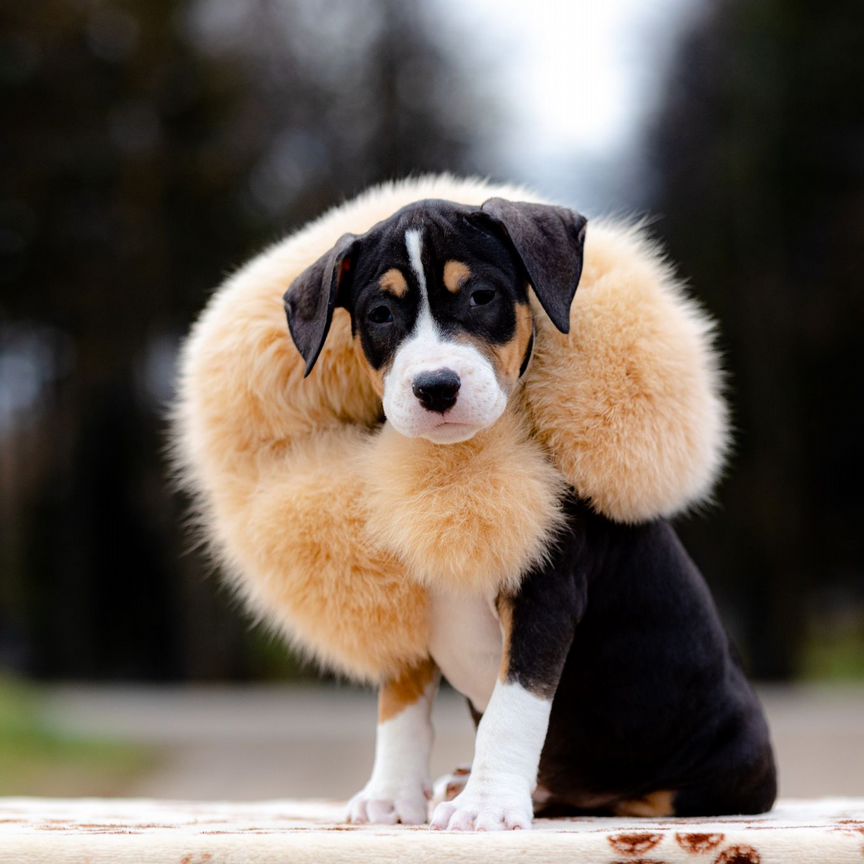 Кобель Стаффорда