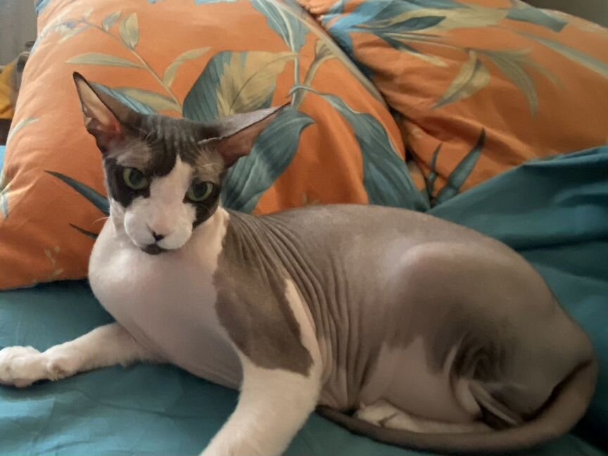 Канадский сфинкс кошка - продам