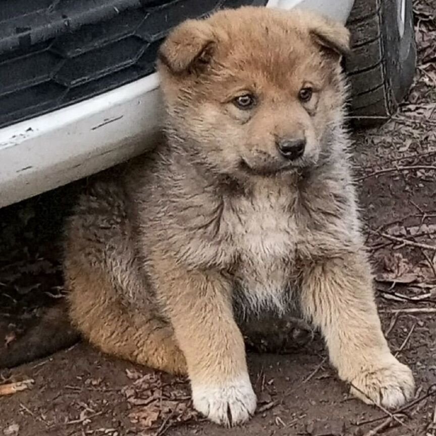 Щенок в добрые руки