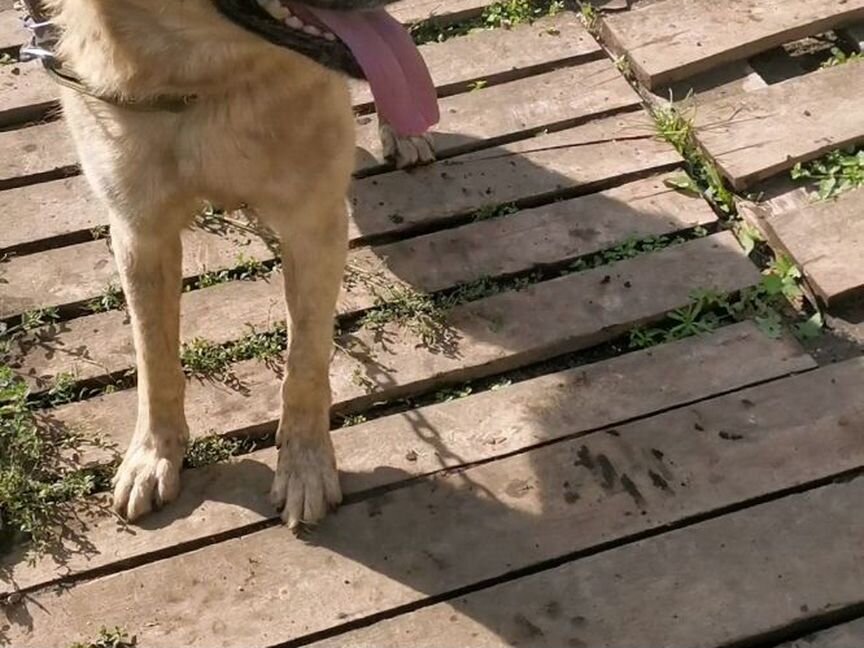 Собака в добрые руки