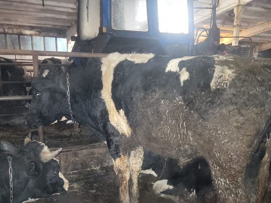 Быки на мясо живым весом