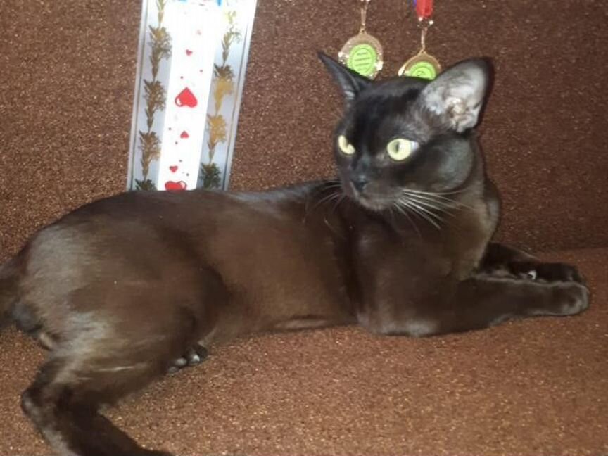 Кот бурма для вязки