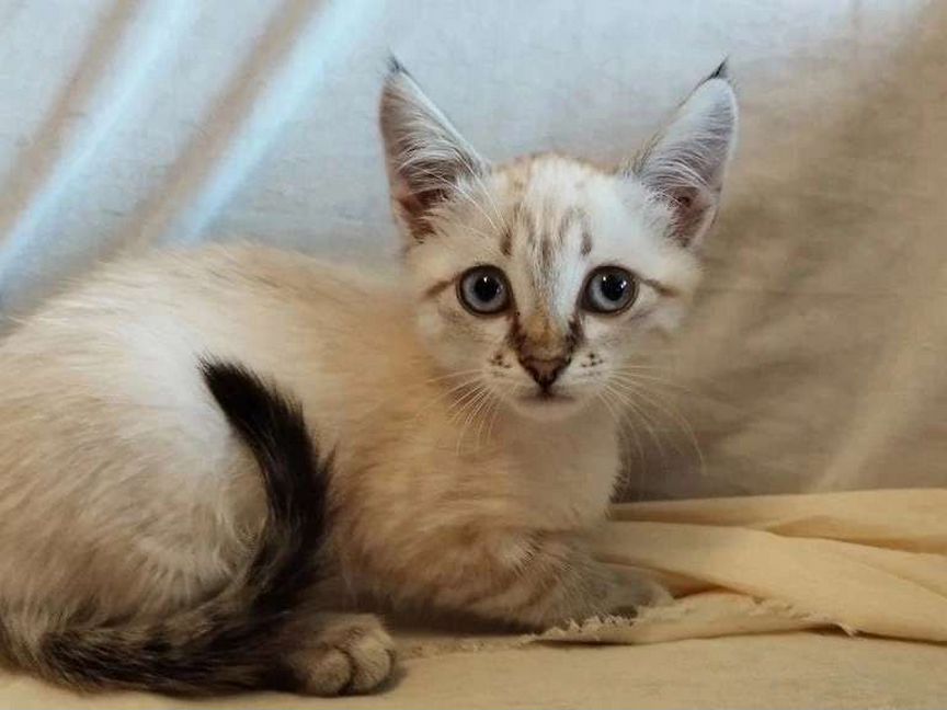 Кошечка с сво