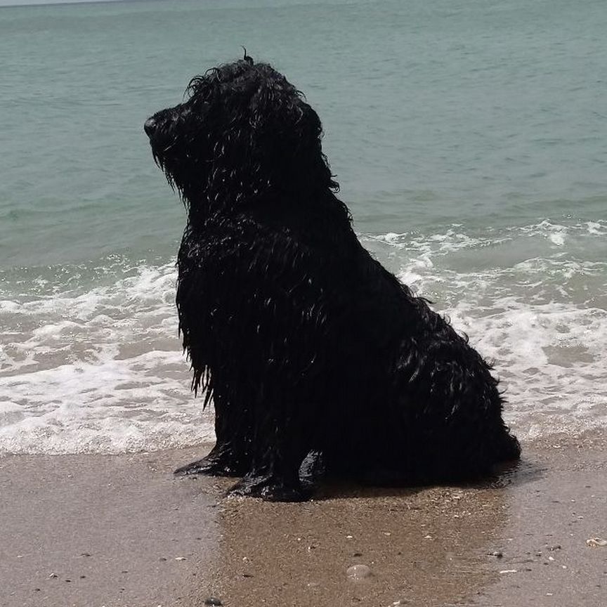 Кобель для вязки рчт