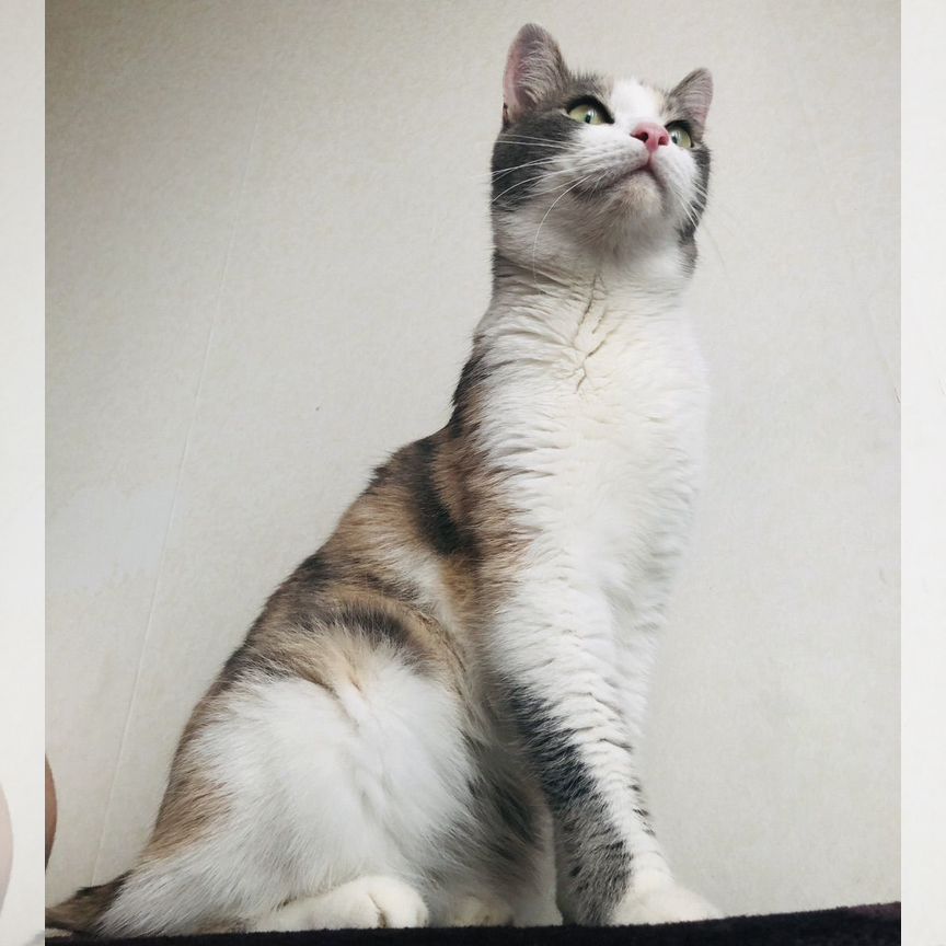 Взрослая, кошка в добрые руки