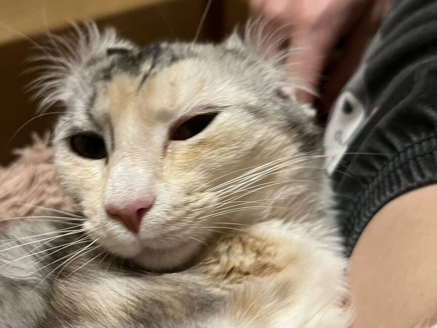 Кошка метис Мейн-Кун