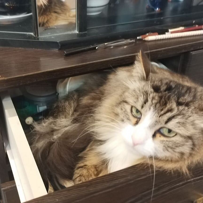 Сибирская кошка, взрослая