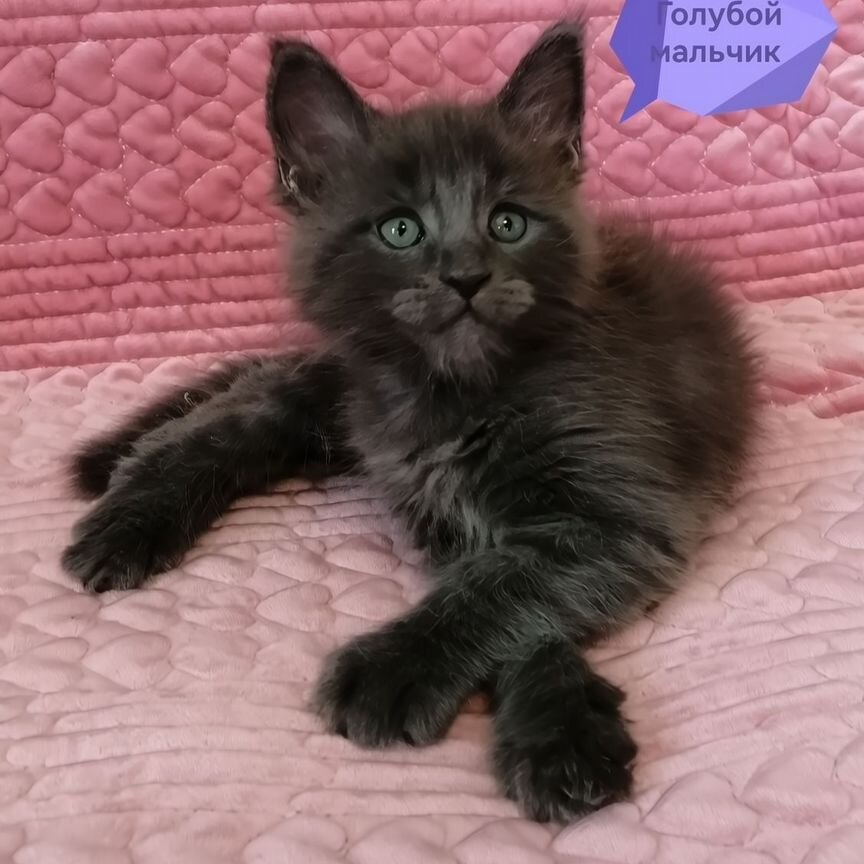 Мейн-кун котёнок