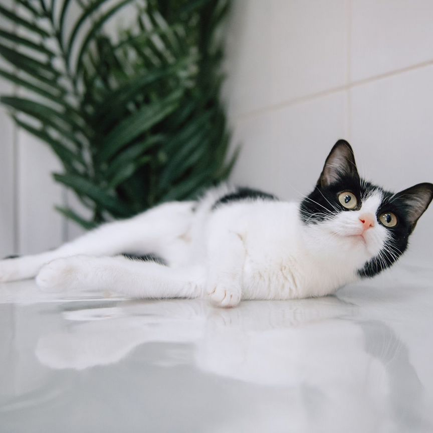 Котёнок из приюта