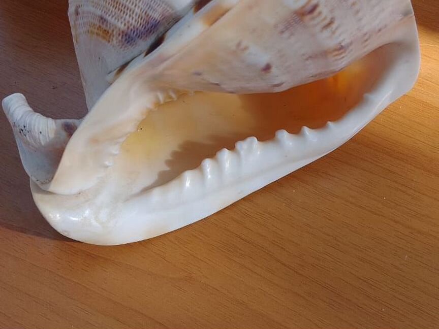 Ракушка морская большая