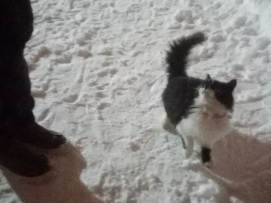 Чья потерялась кошечка с красным ошейник