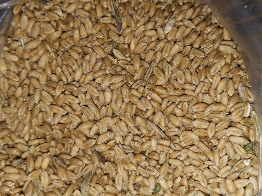 Зерно пшеница